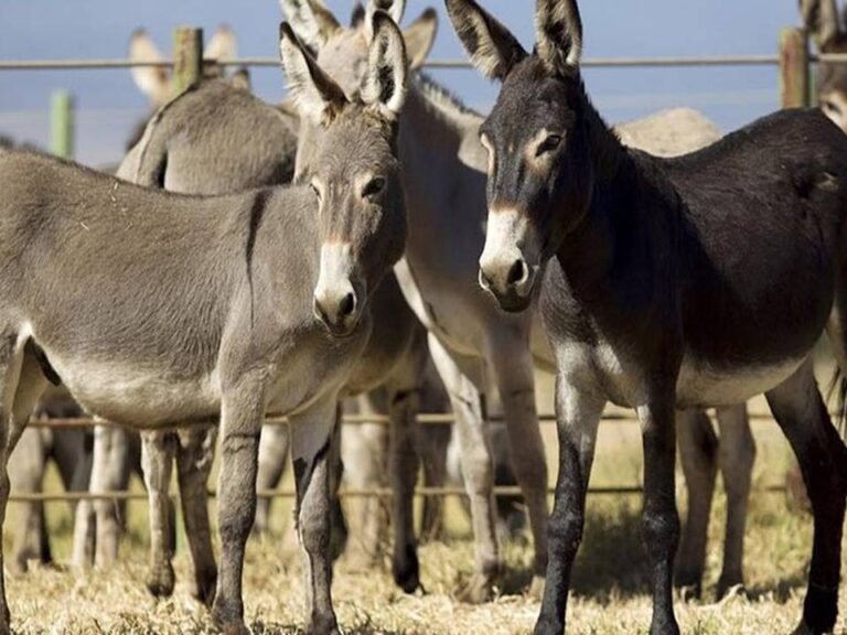 The Golden Donkeys Farm in Skarinou- Cyprus