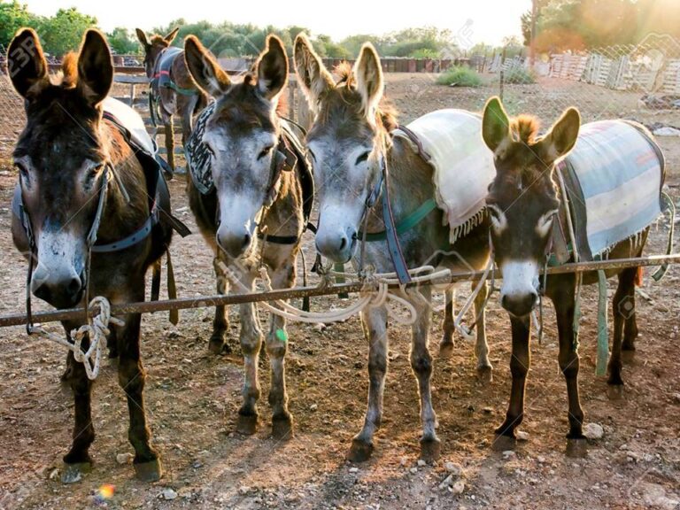 The Golden Donkeys Farm in Skarinou- Cyprus