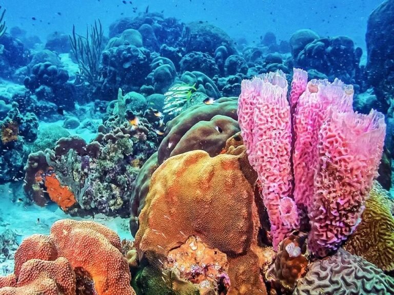 Scuba Diving in Cyprus-Cyprus Tourist Guide