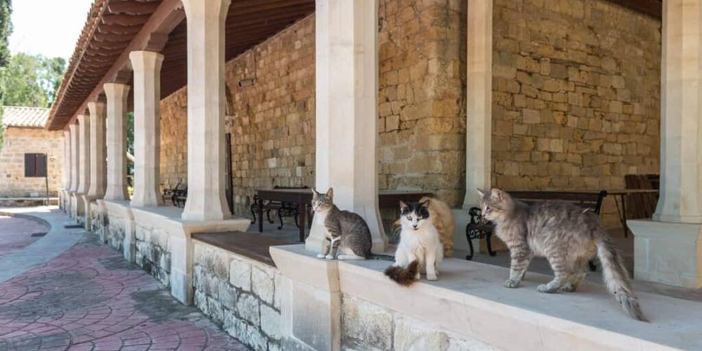 St. Nicholas of the Cats Monastery: Cyprus Feline Sanctuary